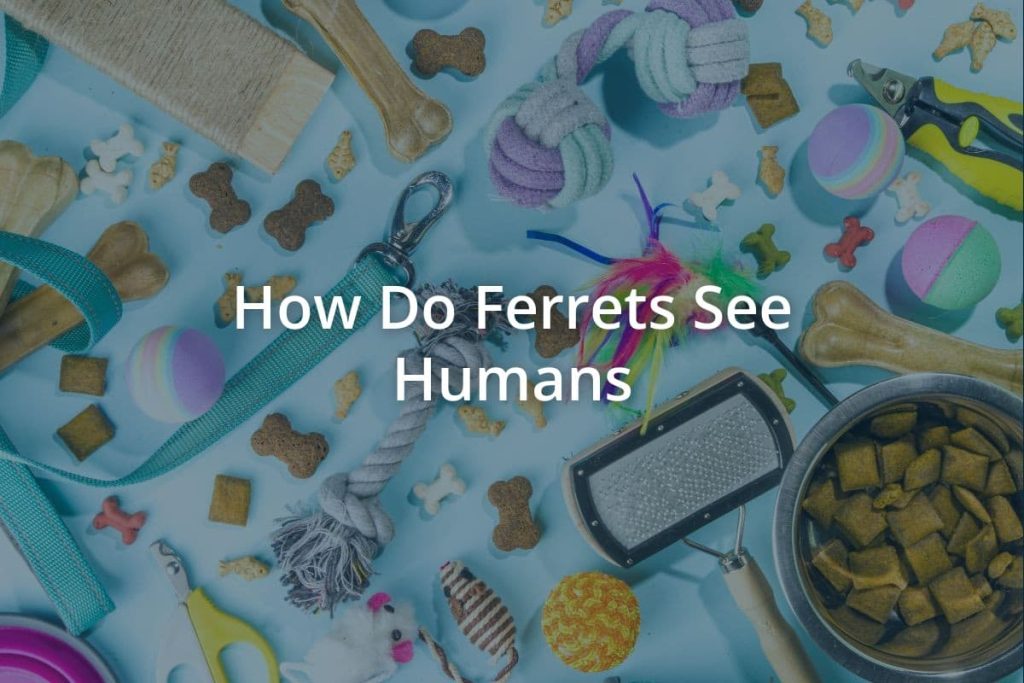 How Do Ferrets See Humans - Pets Encyclopedia
