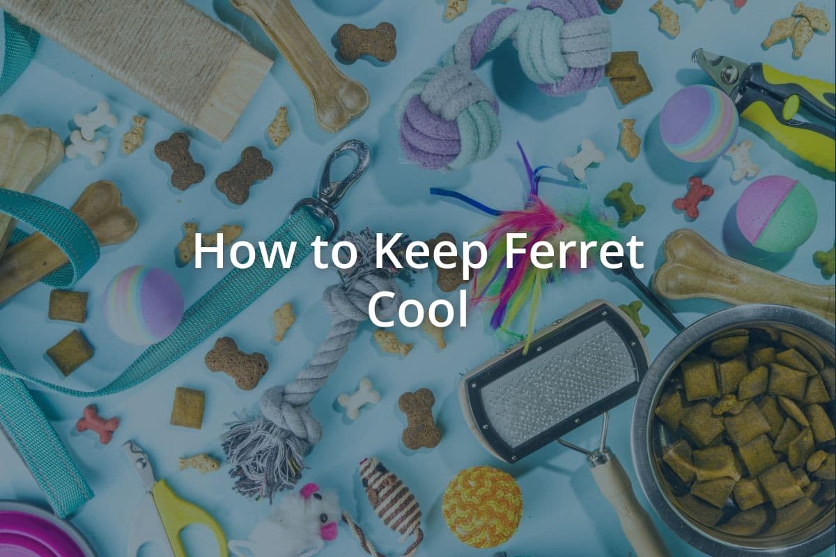 How to Keep Ferret Cool - Pets Encyclopedia