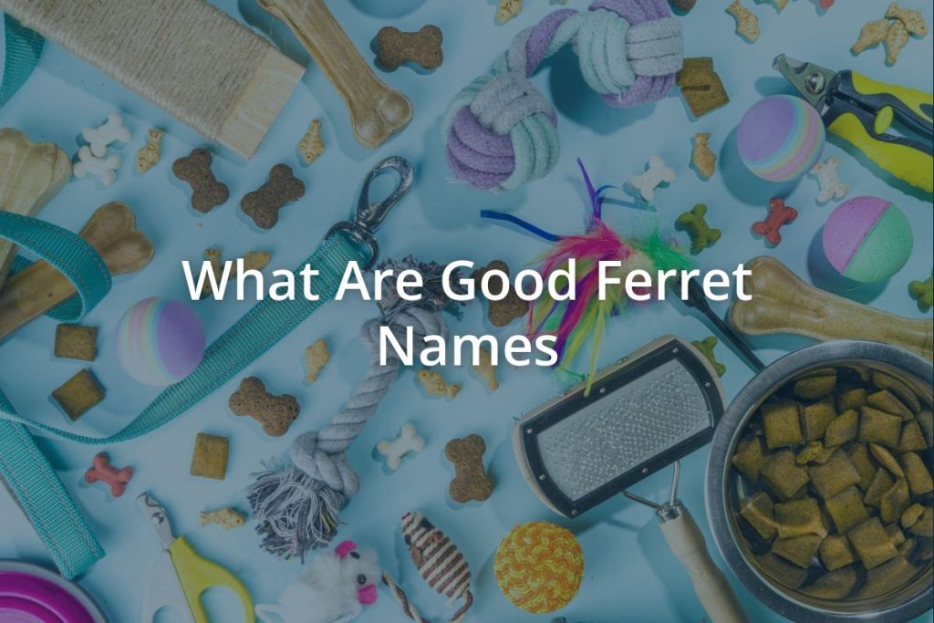 What Are Good Ferret Names - Pets Encyclopedia